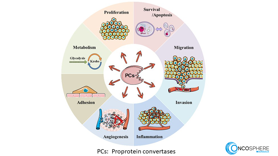 “The proprotein convertase furin in cancer: more than an oncogene ...