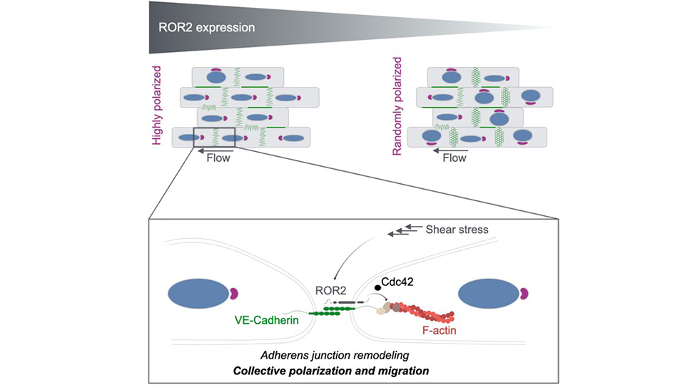 Mise en lumière de la publication « ROR2/PCP a New Pathway Controlling ...